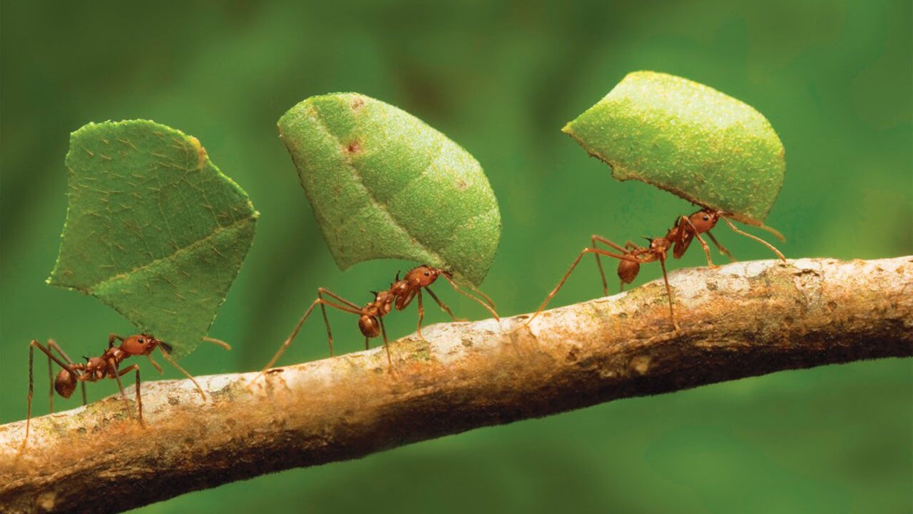 Go to the ant… | Pastor Roy Layman