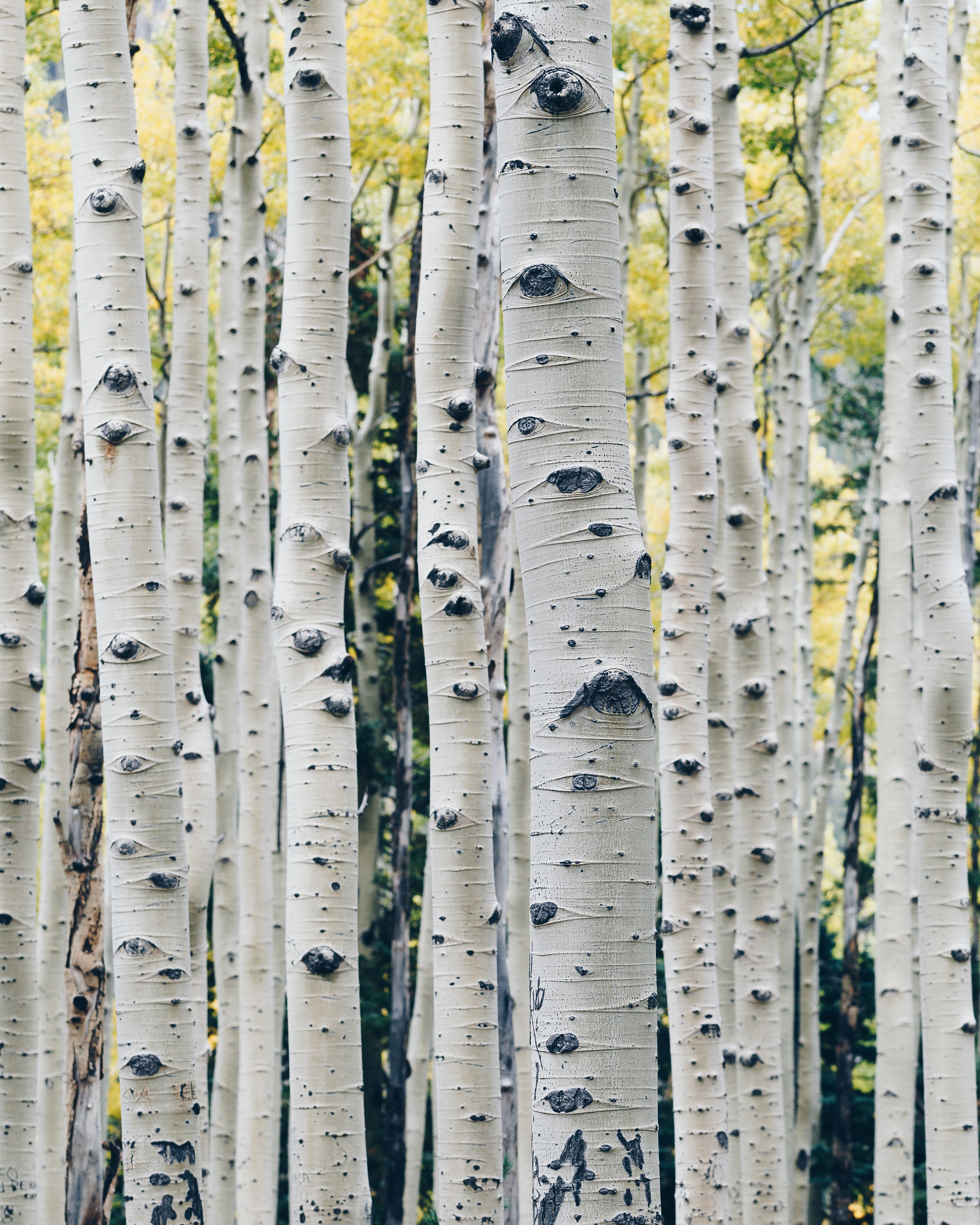Aspen Trees and Christ-Centered Community | Pastor Roy Layman
